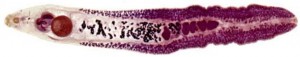 Echinostoma Revolutum - Echinostomiasis - ENCYKLOPEDIA PASOŻYTÓW