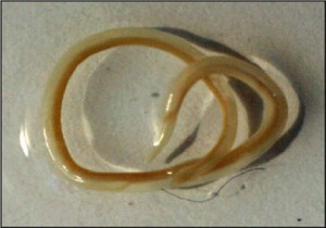 Anisakis Simplex - ENCYKLOPEDIA PASOŻYTÓW