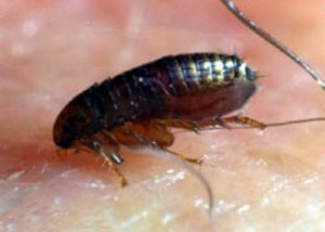 Pchły - ENCYKLOPEDIA PASOŻYTÓW