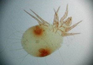 Roztocza - ENCYKLOPEDIA PASOŻYTÓW