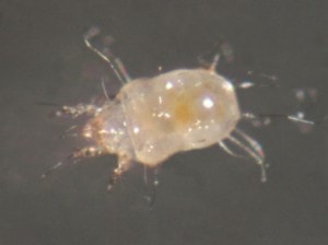 Roztocza - ENCYKLOPEDIA PASOŻYTÓW