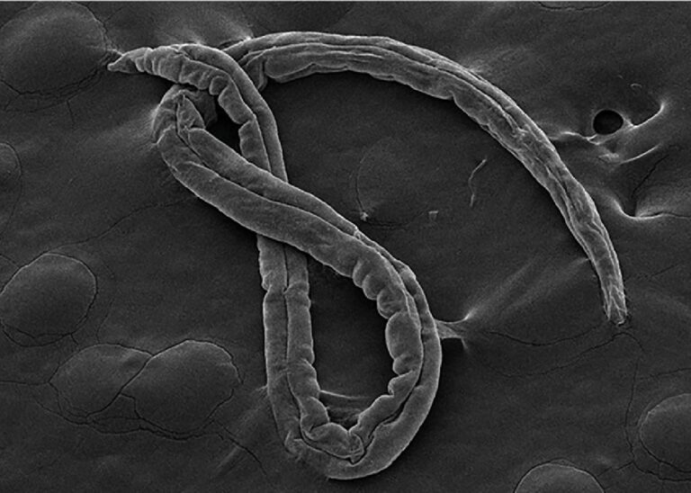 Lagochilascaris Minor - ENCYKLOPEDIA PASOŻYTÓW