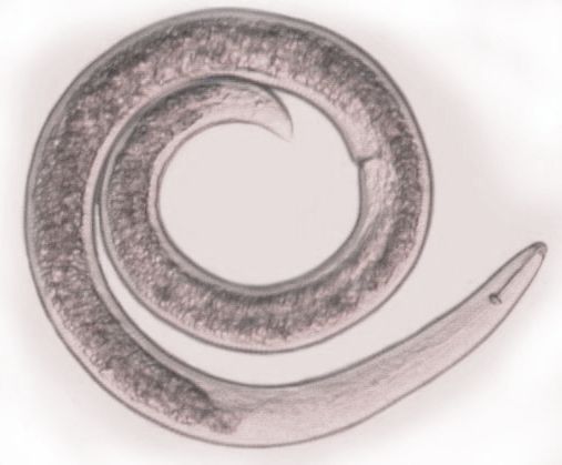 Owsik Gryzoni - ENCYKLOPEDIA PASOŻYTÓW