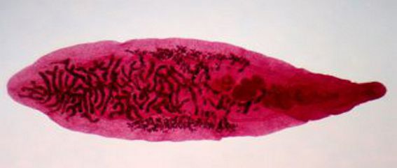 Dicrocoelium Dendriticum - ENCYKLOPEDIA PASOŻYTÓW
