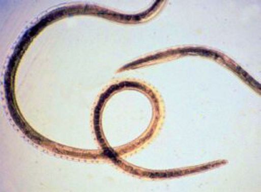 Gongylonema Pulchrum - ENCYKLOPEDIA PASOŻYTÓW