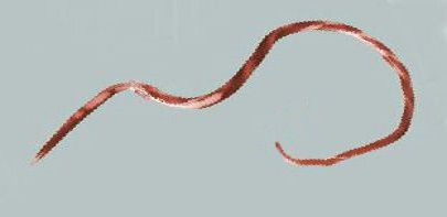 Haemonchus Contortus - ENCYKLOPEDIA PASOŻYTÓW