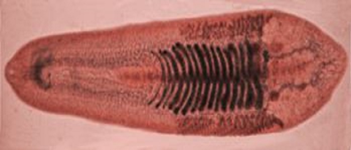 Notocotylus - ENCYKLOPEDIA PASOŻYTÓW
